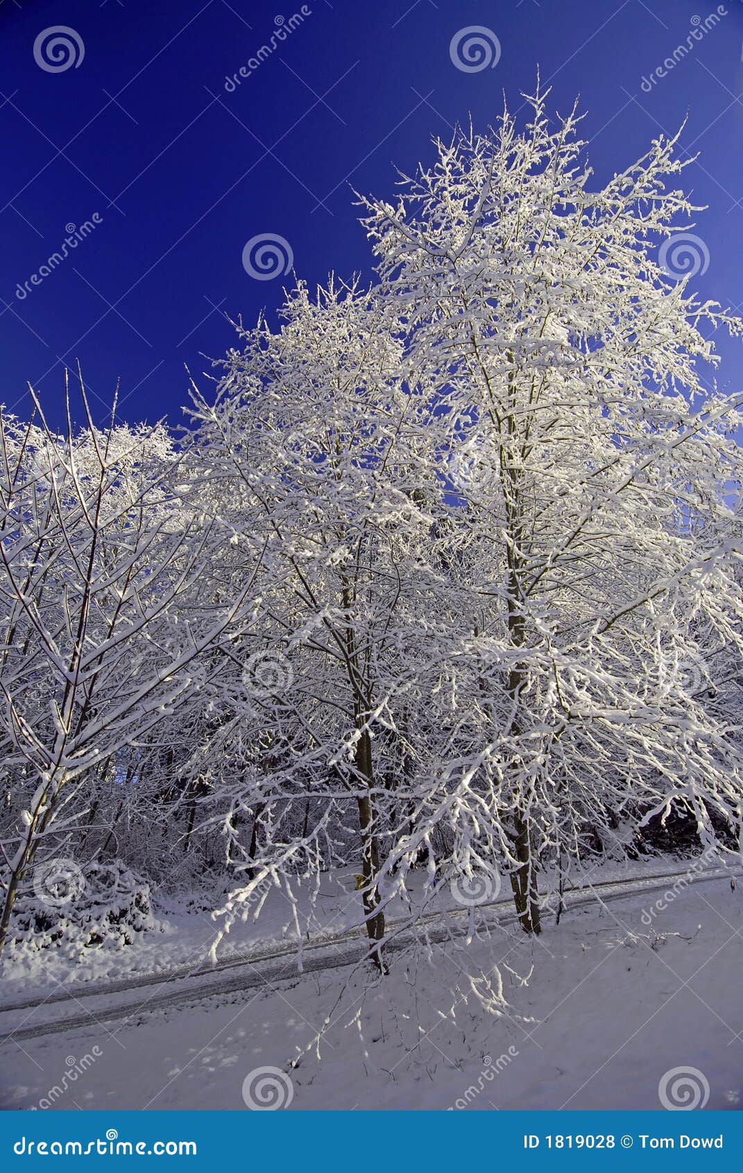 Clear Blue & Snow White Stock Photo - Image of winter, trees: 1819028