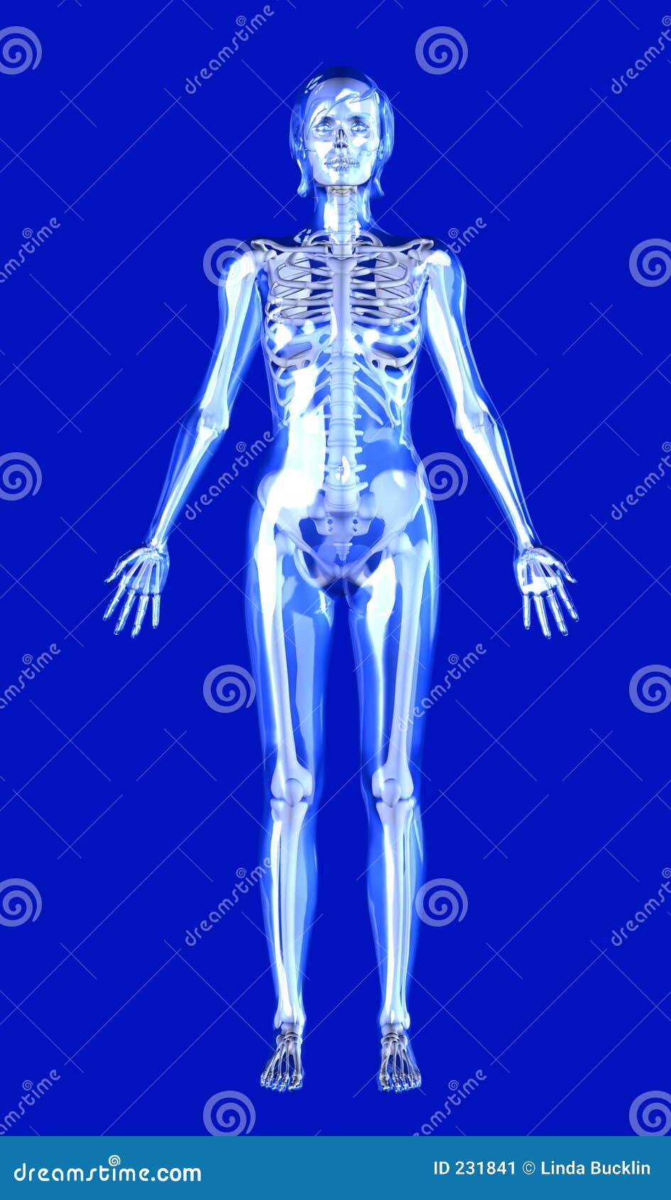 Clear Blue Woman with Skeleton - Includes Clipping Path Stock ...
