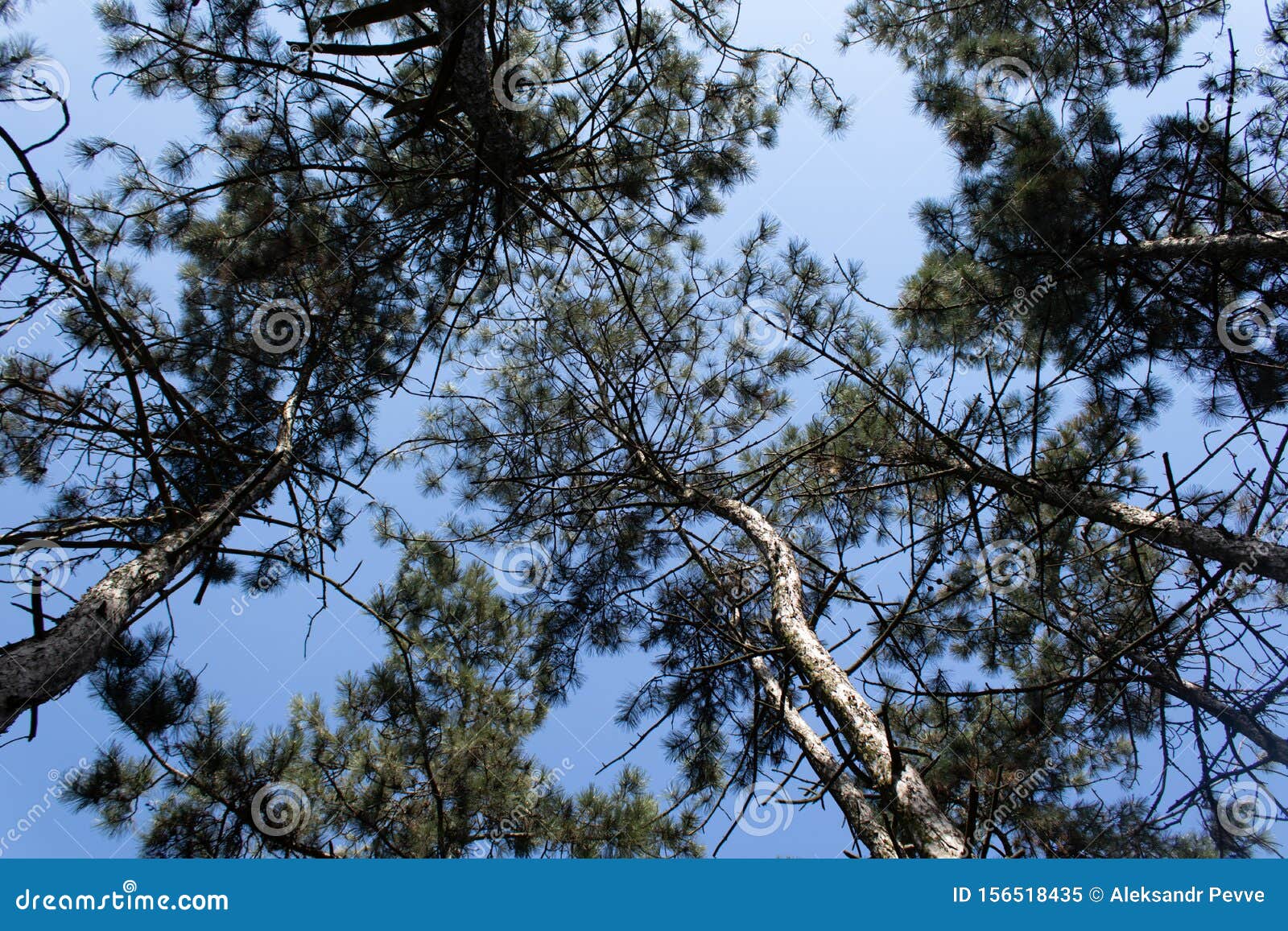 Clear Bright Blue Sky during the Day in a Pine Forest Stock Image ...