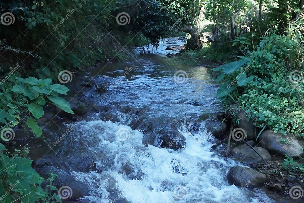A clear, cool stream stock photo. Image of aclae, ravine - 204184816