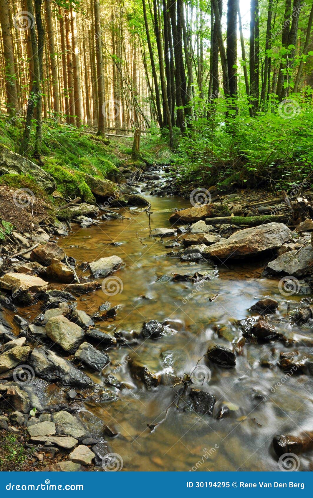 Creek in a Forest stock image. Image of foliage, fresh - 30194295