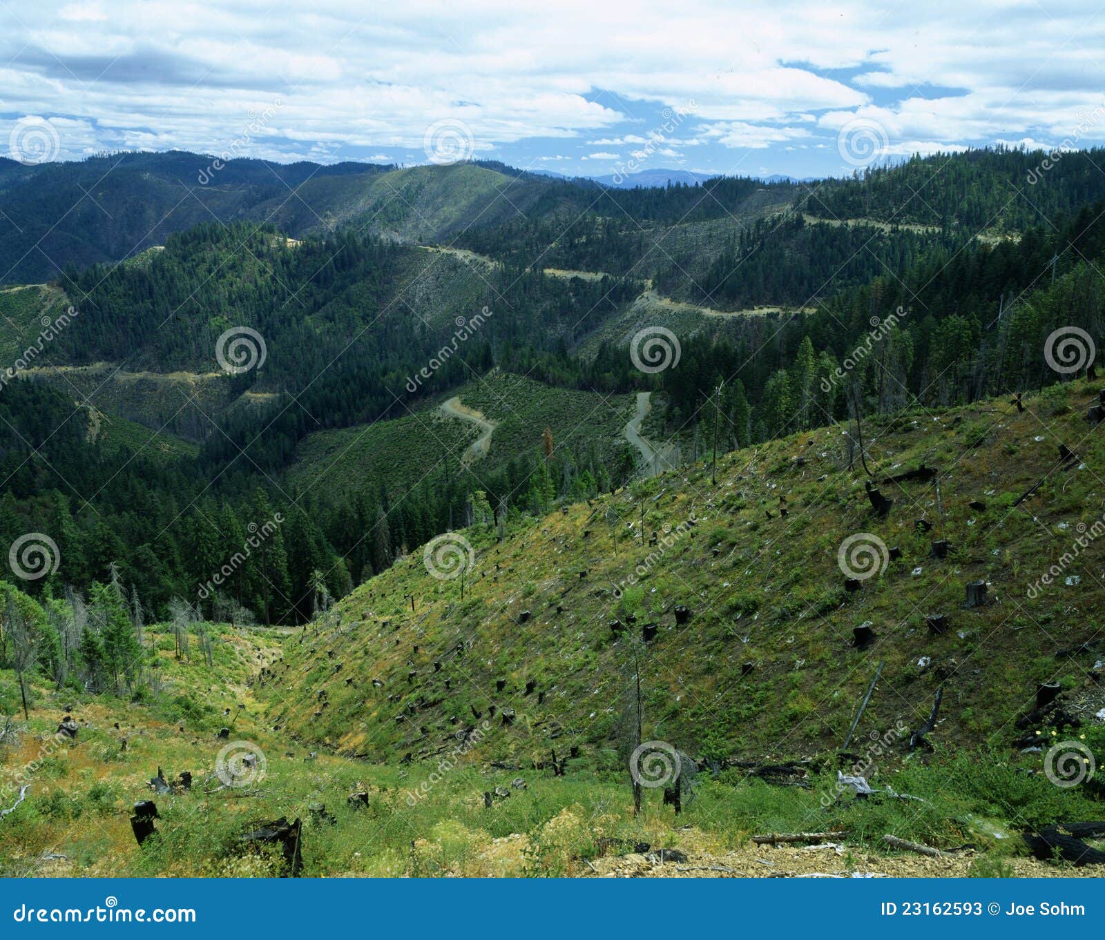 Clear-cut area w stock image. Image of mountain, logging - 23162593