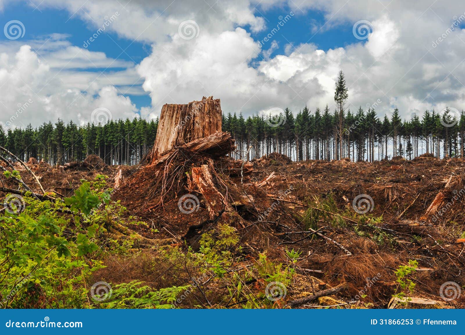 Clear Cut Forest and Large Tree Stump Stock Image - Image of mountain ...