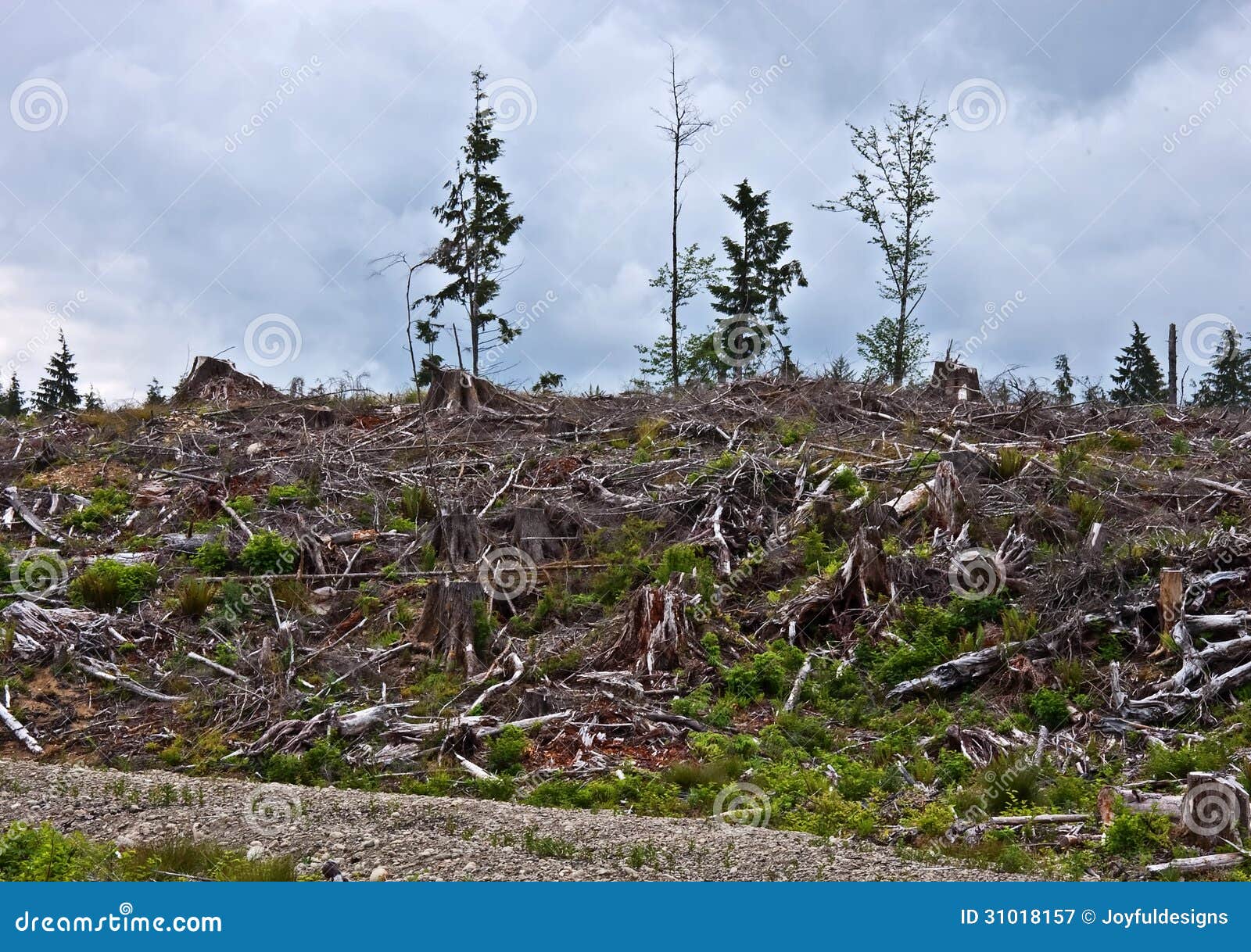 Clear Cut Forest stock image. Image of people, forest - 31018157