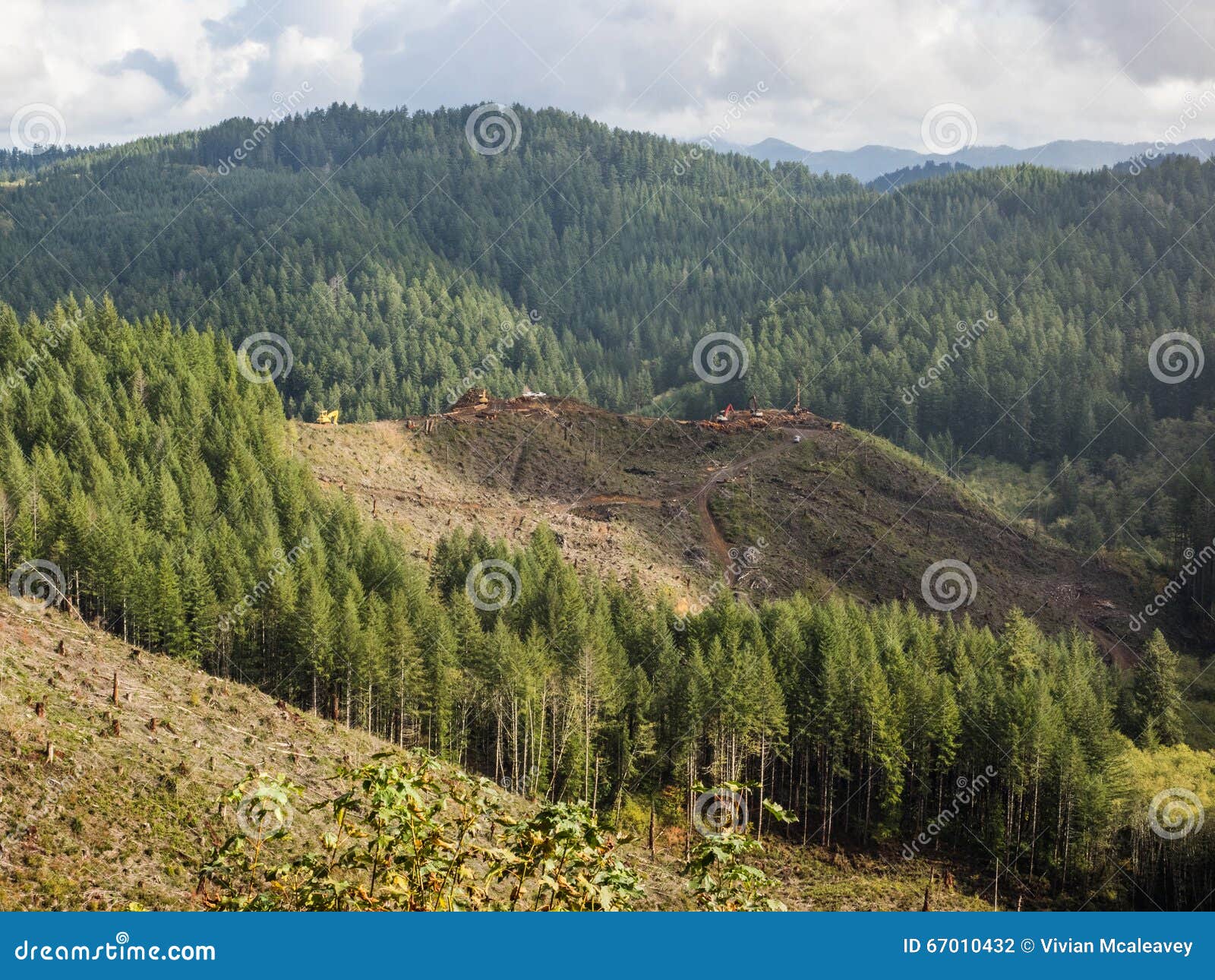 Clear cut logging stock photo. Image of forest, timber - 67010432