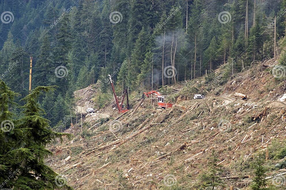 Clear-cut Logging Operation Stock Photo - Image of deforestation ...