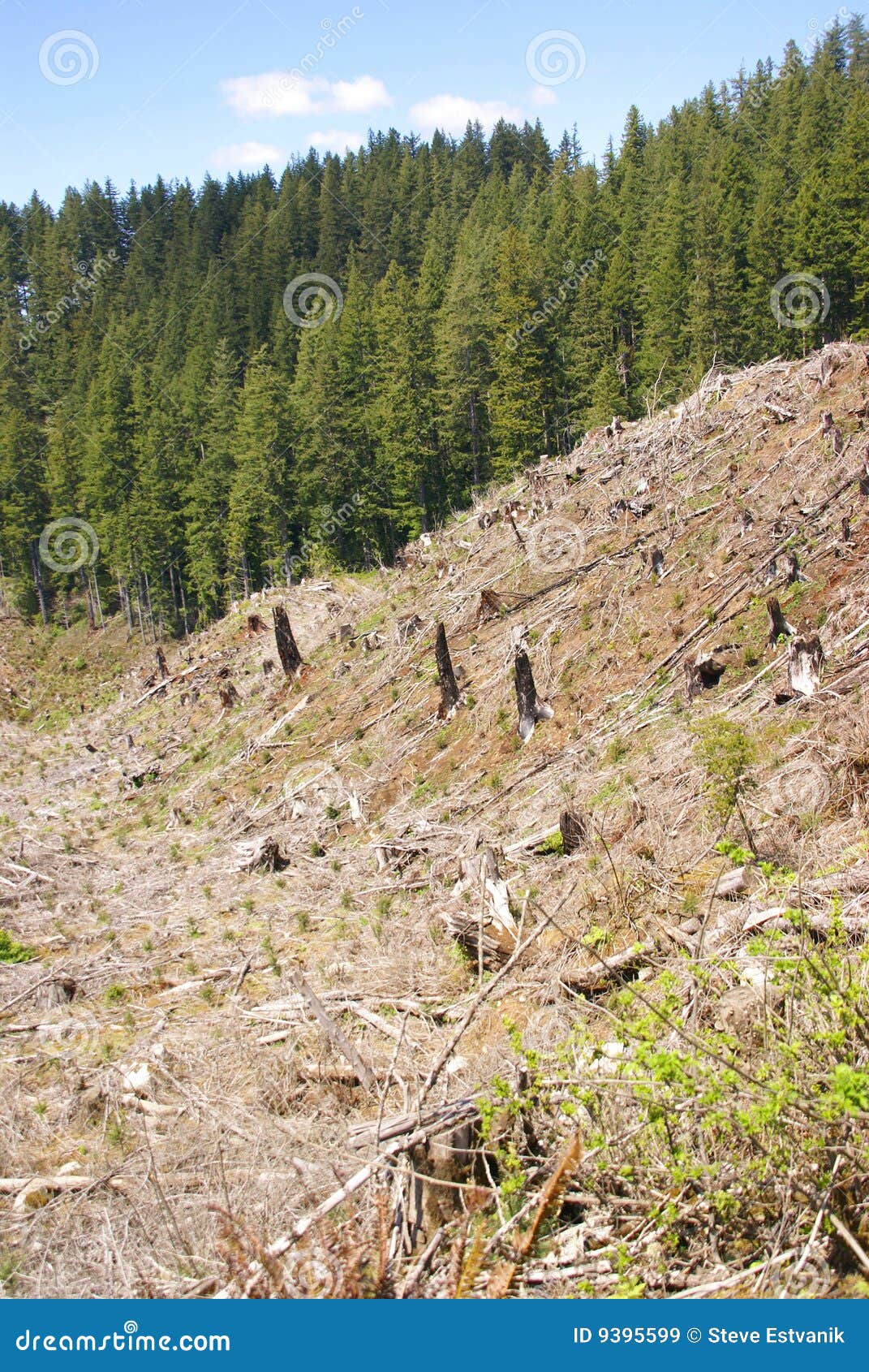 Clear Cut Logging Slope, Royalty-Free Stock Photo | CartoonDealer.com ...