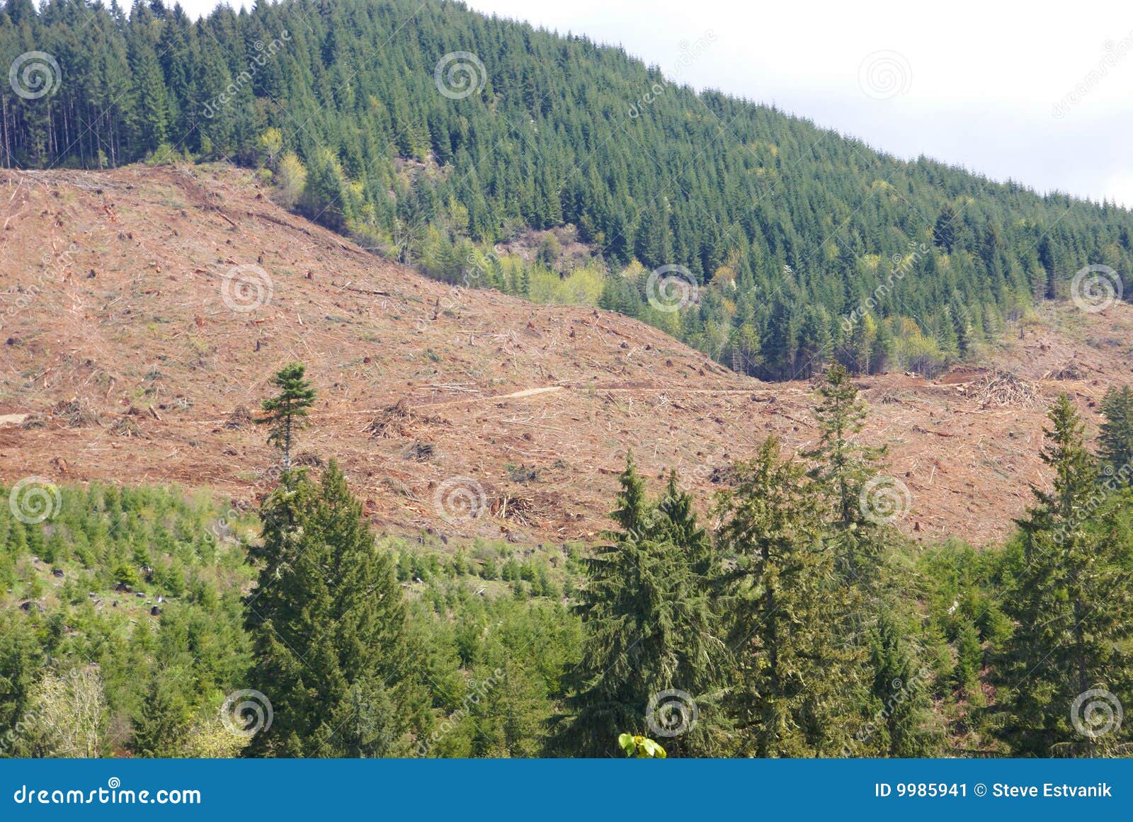 Clear cut logging slope stock image. Image of destruction - 9985941