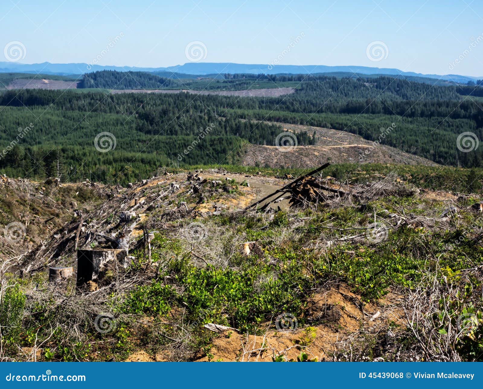 Clear cut logging stock photo. Image of hills, stages - 45439068