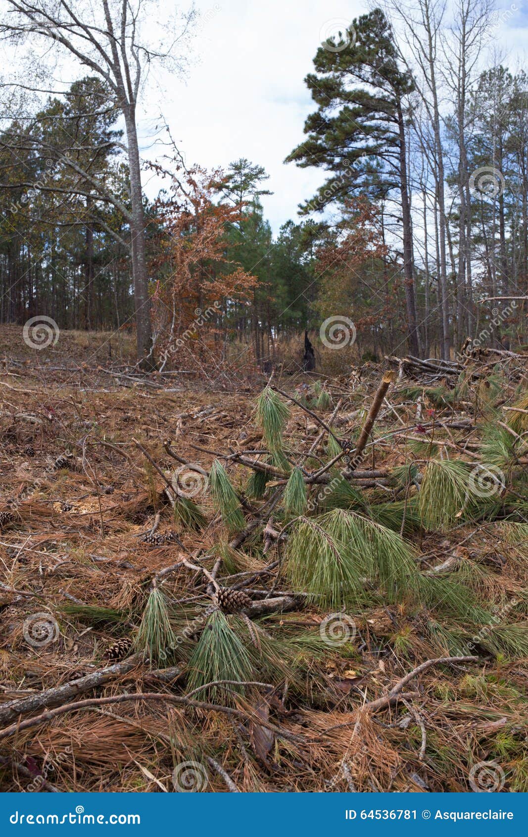 Clear cut pine tree forest stock image. Image of clear - 64536781