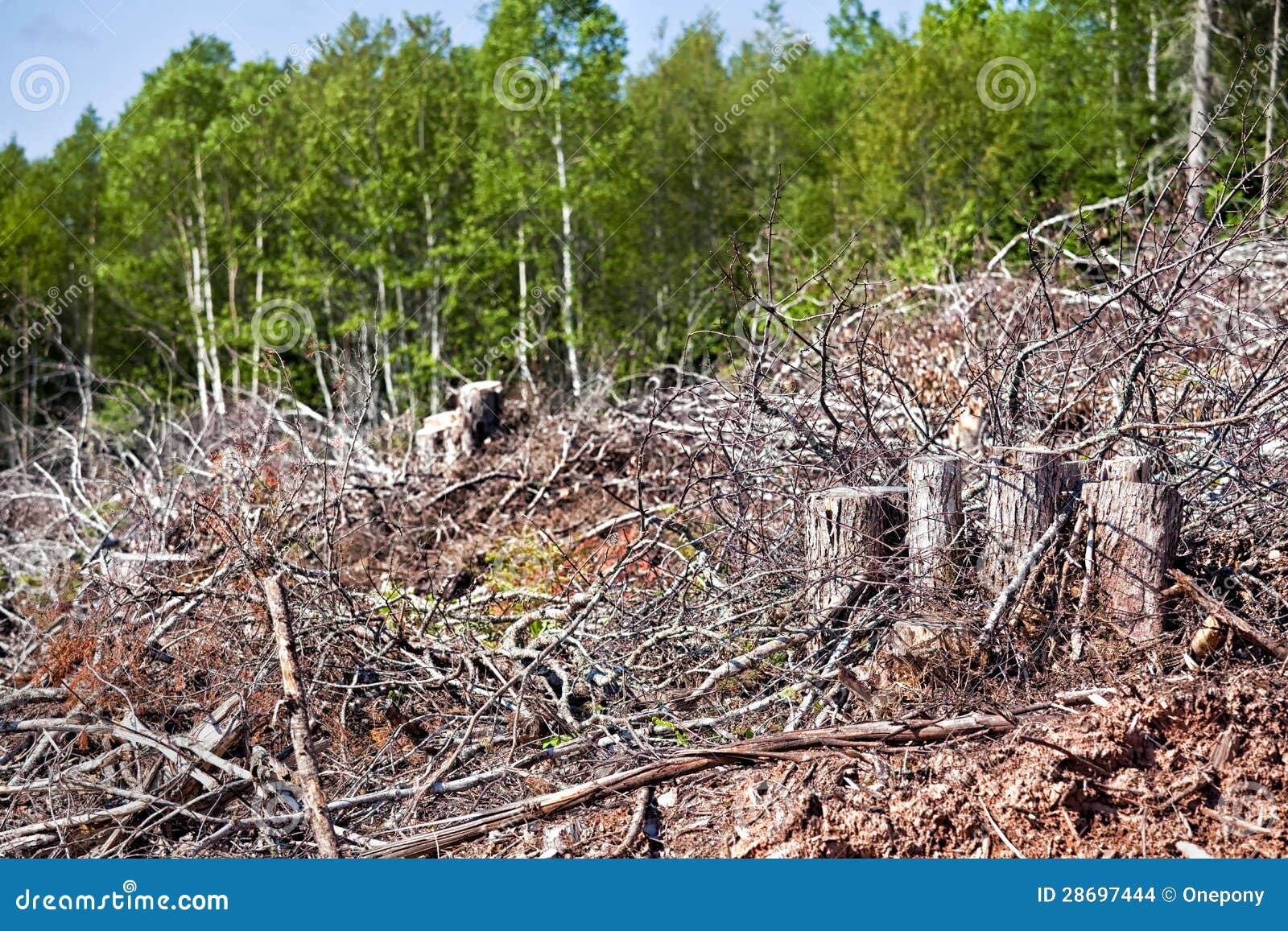 Clear Cutting stock photo. Image of forest, block, birch - 28697444