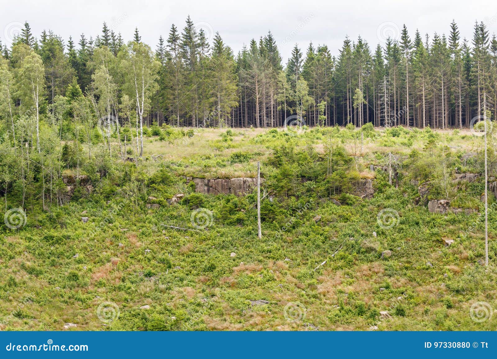Clear cutting area stock photo. Image of forestry, formation - 97330880