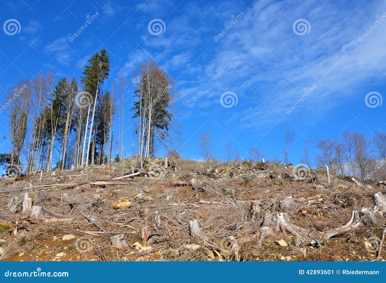 Clear cutting stock image. Image of logging, wood, protection - 42893601