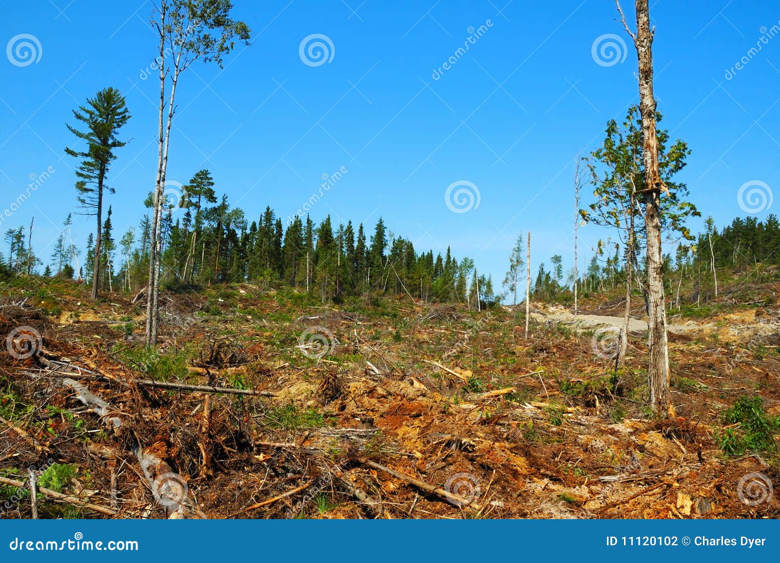 Clear-cutting Operation stock photo. Image of canada - 11120102
