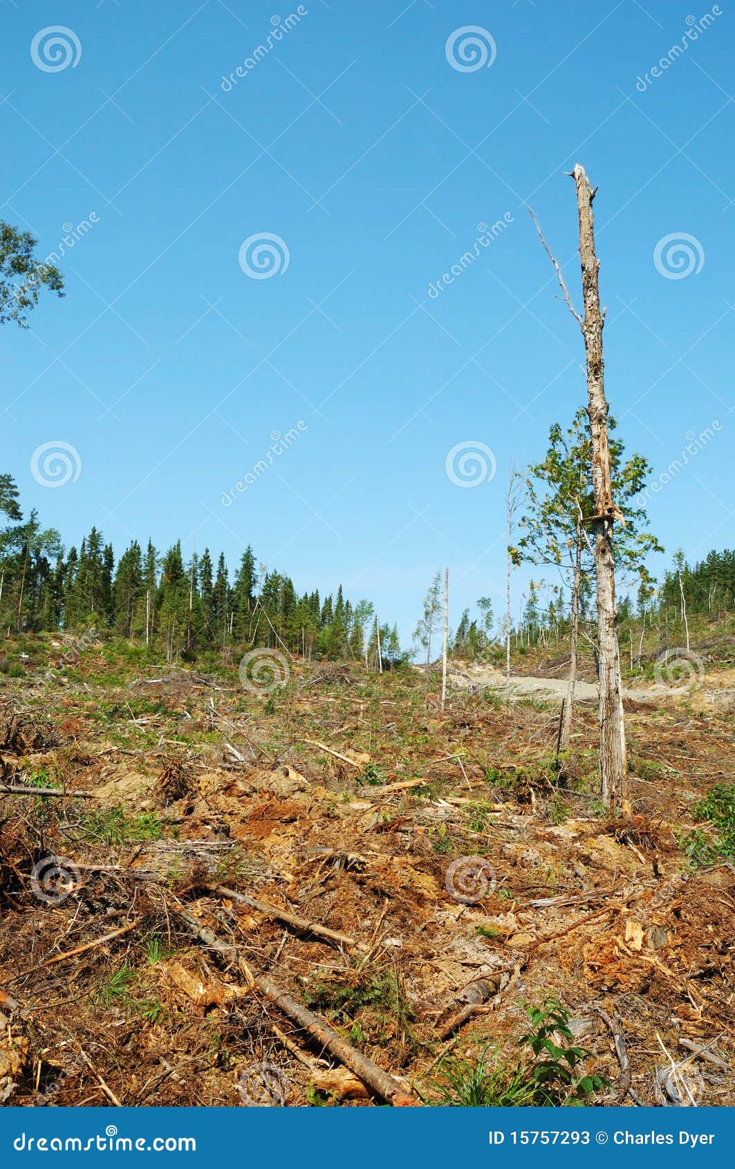 Clear-cutting Operation stock image. Image of environmental - 15757293