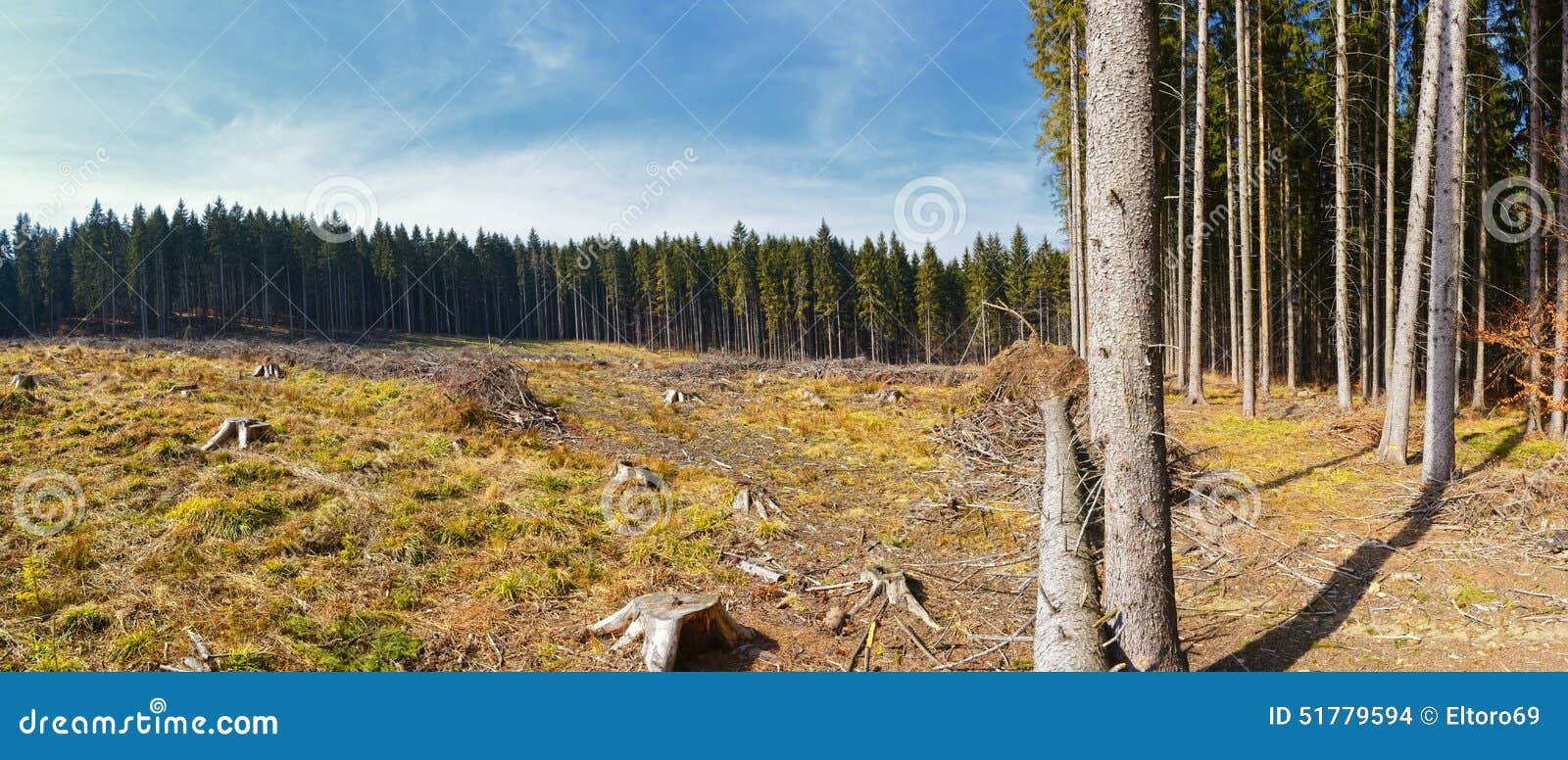 Clear-Cutting of a Pine Forest Stock Photo - Image of country, energy ...