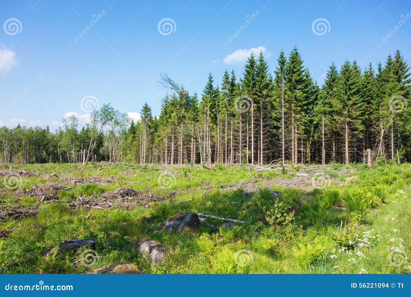 Clear cutting at the woods stock photo. Image of deforestation - 56221094
