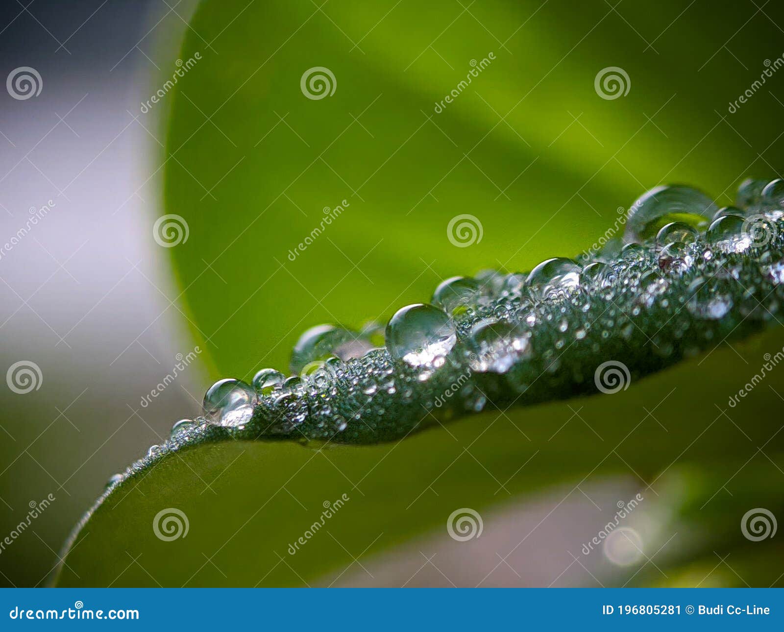 Clear Dews on the Green Leaf Stock Image - Image of freezing, branch ...