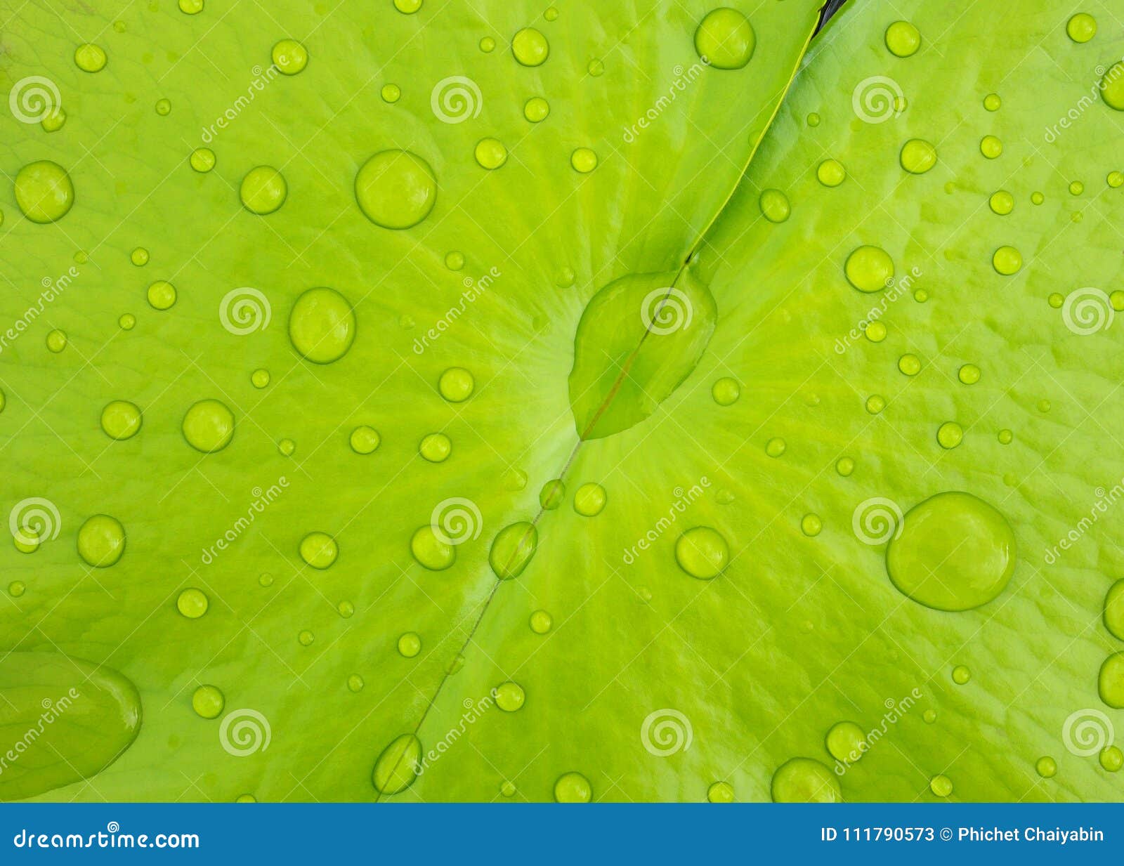 A Clear Drop of Water on Clean Green Lotus Leaf Stock Image - Image of ...