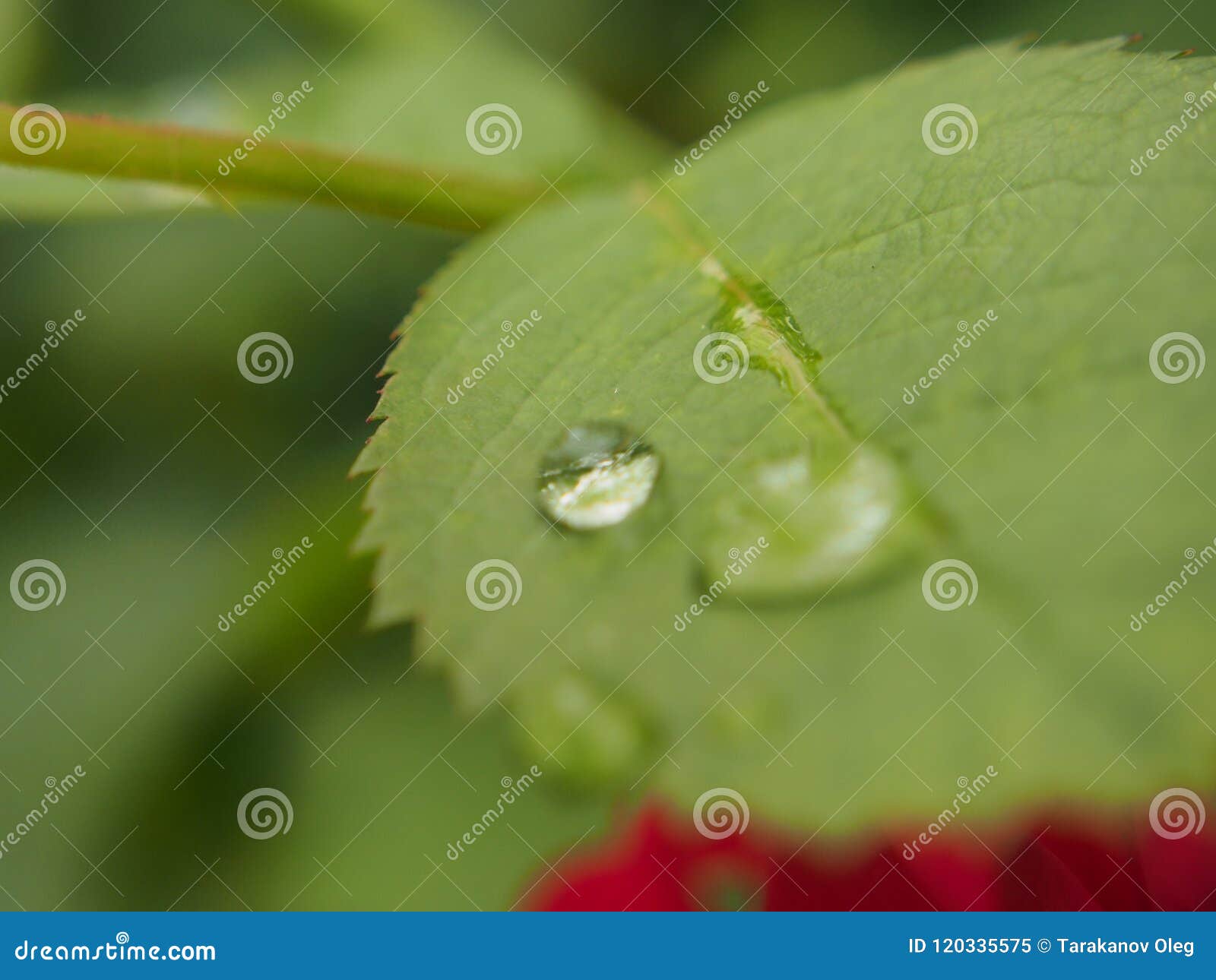 A Clear Drop of Water on a Leaf of the Plant. after the Rain Stock ...