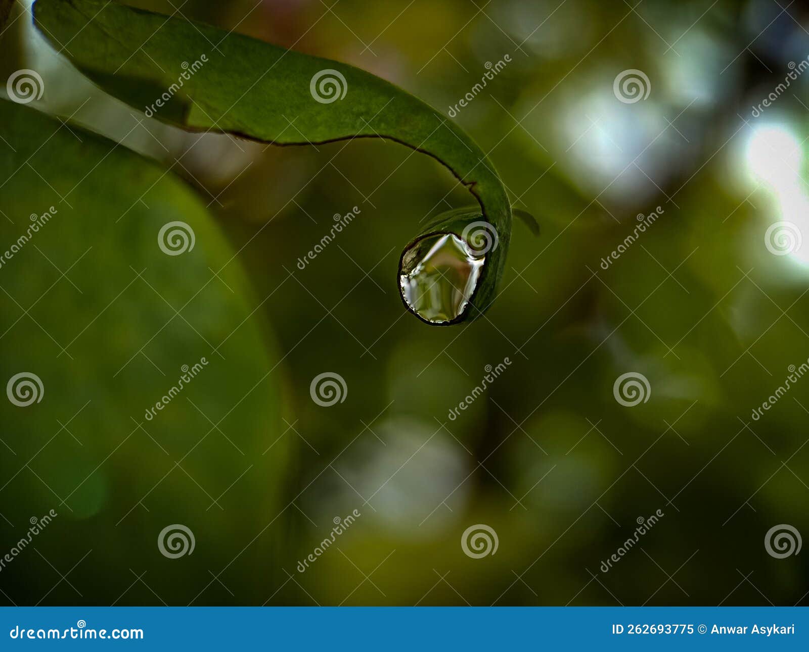 The Clear Drop of Water Trapped in the Roll of the Leaf Tip Stock Image ...
