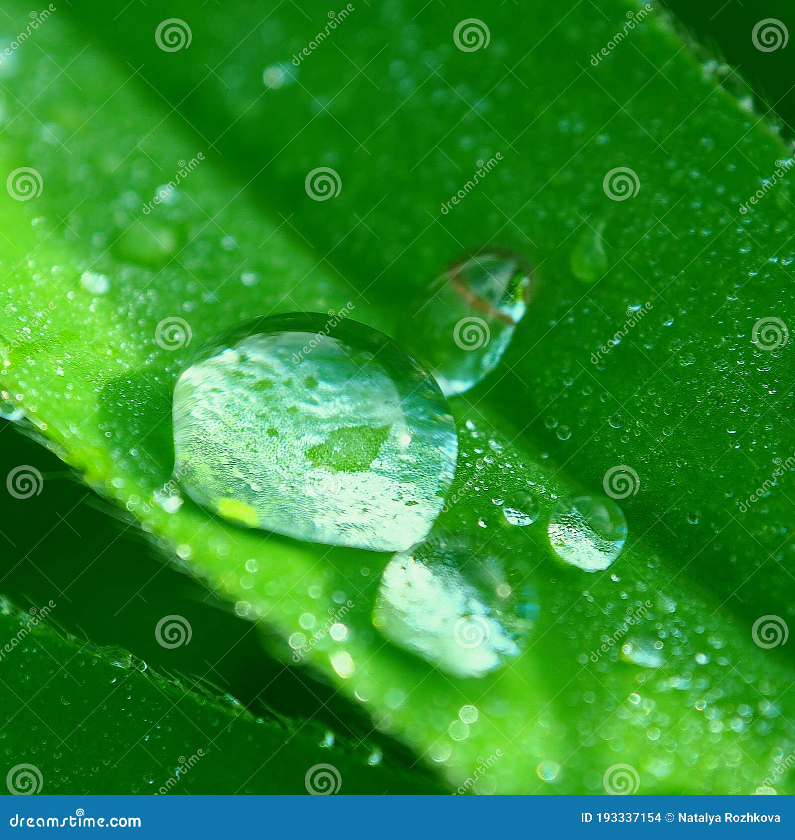 Clear Drops of Dew on a Green Leaf Stock Photo - Image of meadow ...