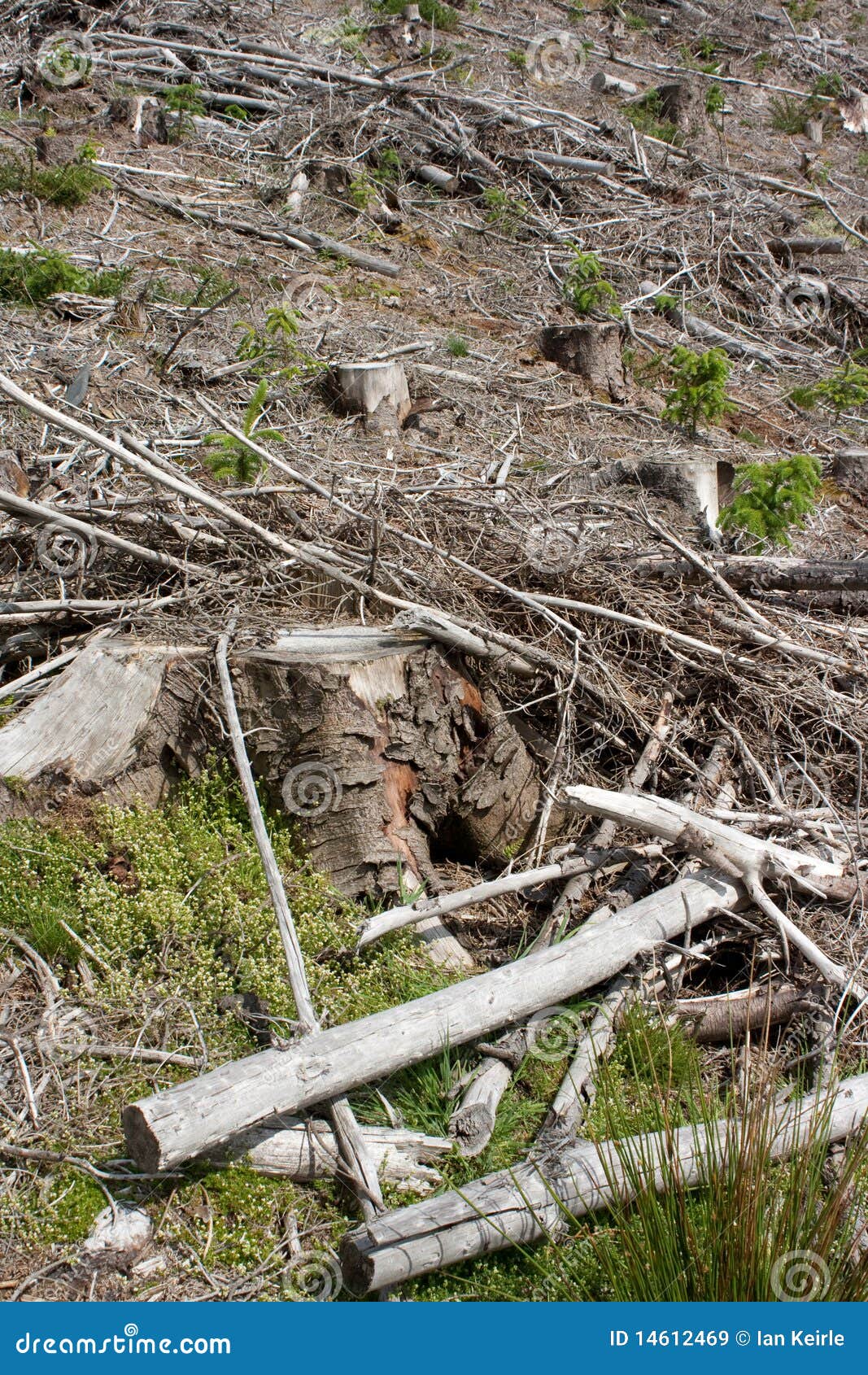 Clear fell 1 stock image. Image of trees, conifer, felling - 14612469