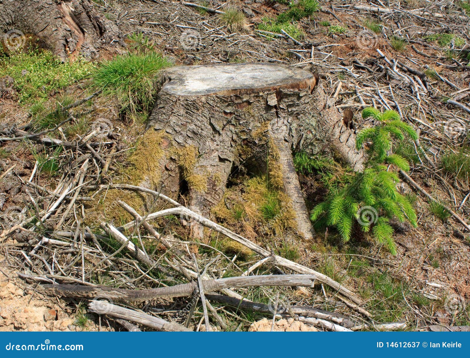 Clear fell 4 stock image. Image of regrowth, stump, conifer - 14612637