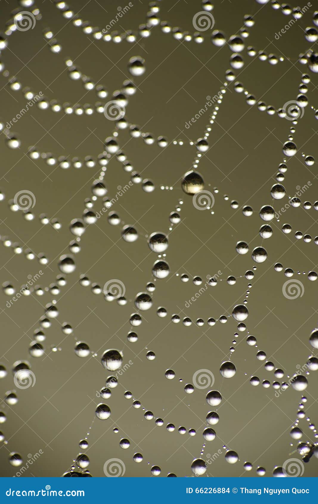 Clear Fog Drop on Spider Net Stock Photo - Image of forrest, close ...
