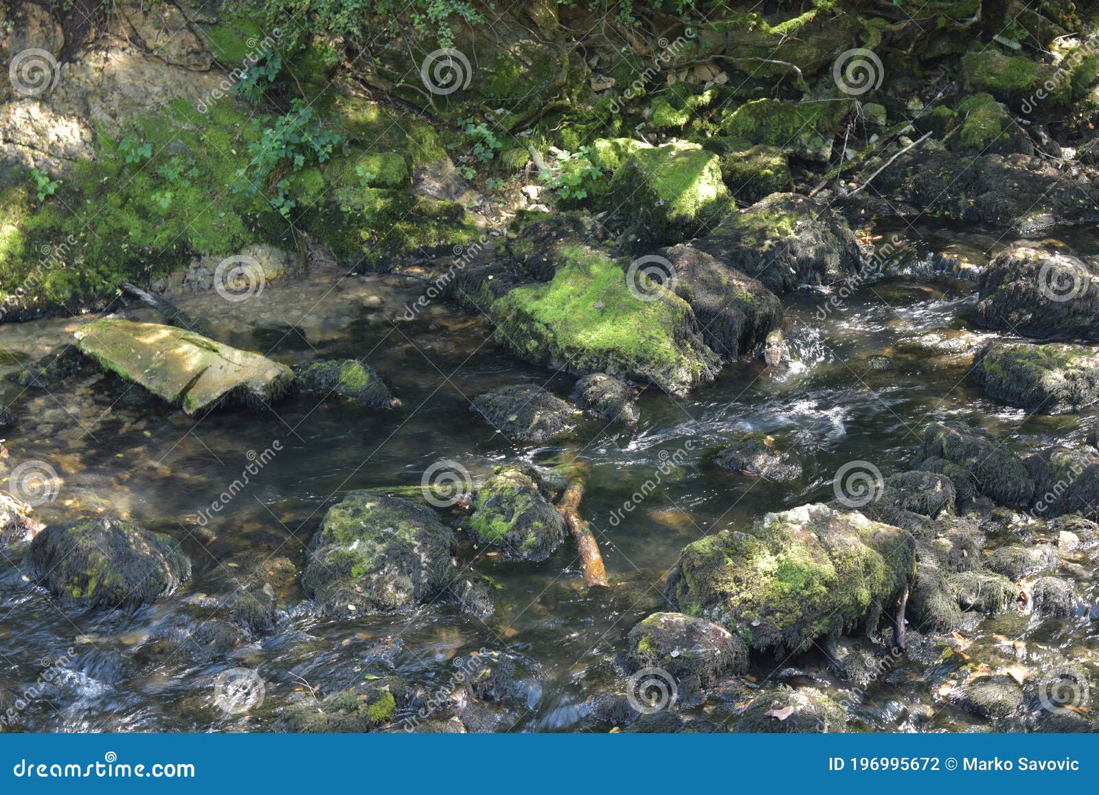 A Clear Forest River Flowing through a Stone Riverbed Stock Photo ...