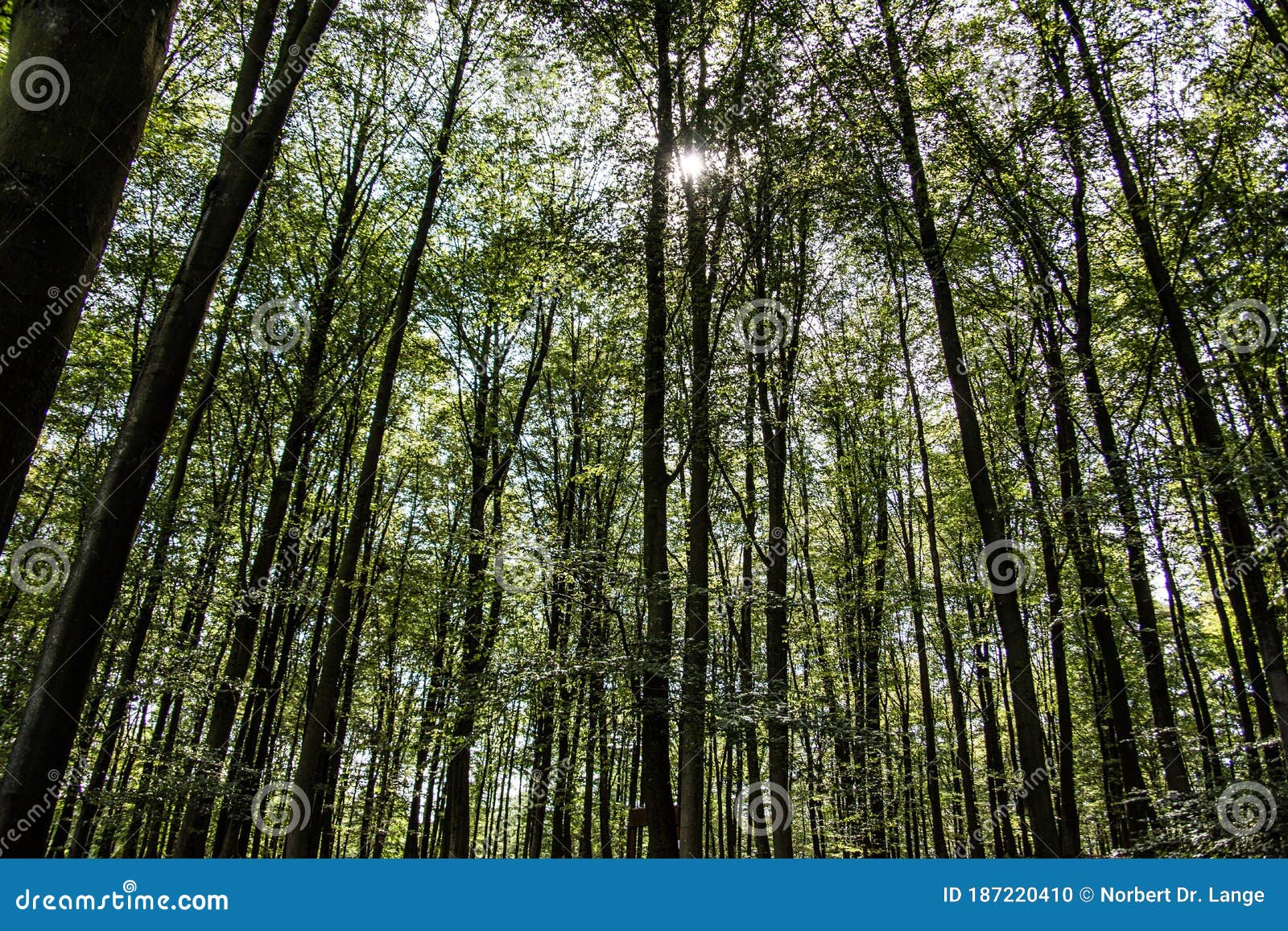 Clear Forest with Tall Trees Stock Photo - Image of summer, light ...