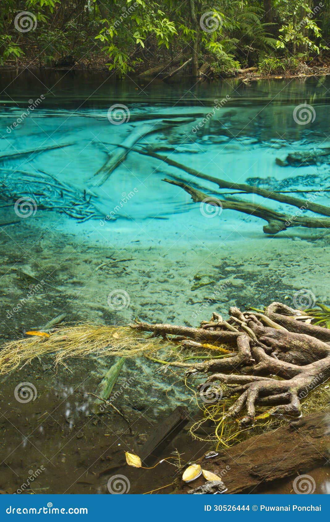 Clear freshwater in forest stock photo. Image of nature - 30526444