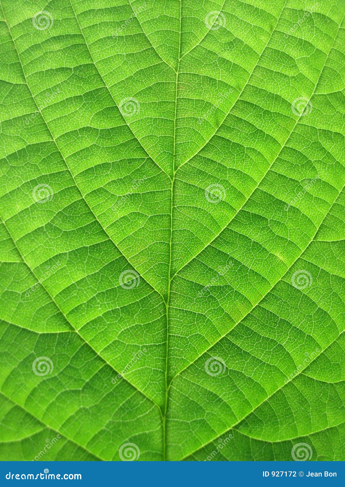 Clear green leaf of tree stock photo. Image of macro, light - 927172