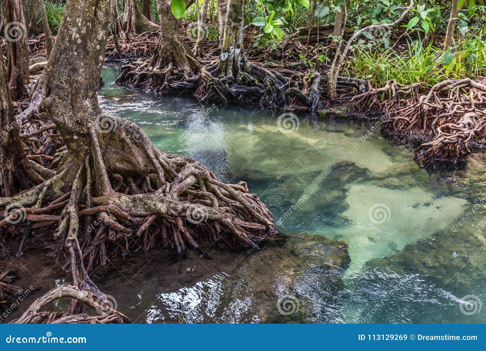 The Clear Green Stream Flows through the Mangrove Forest Root. Stock ...