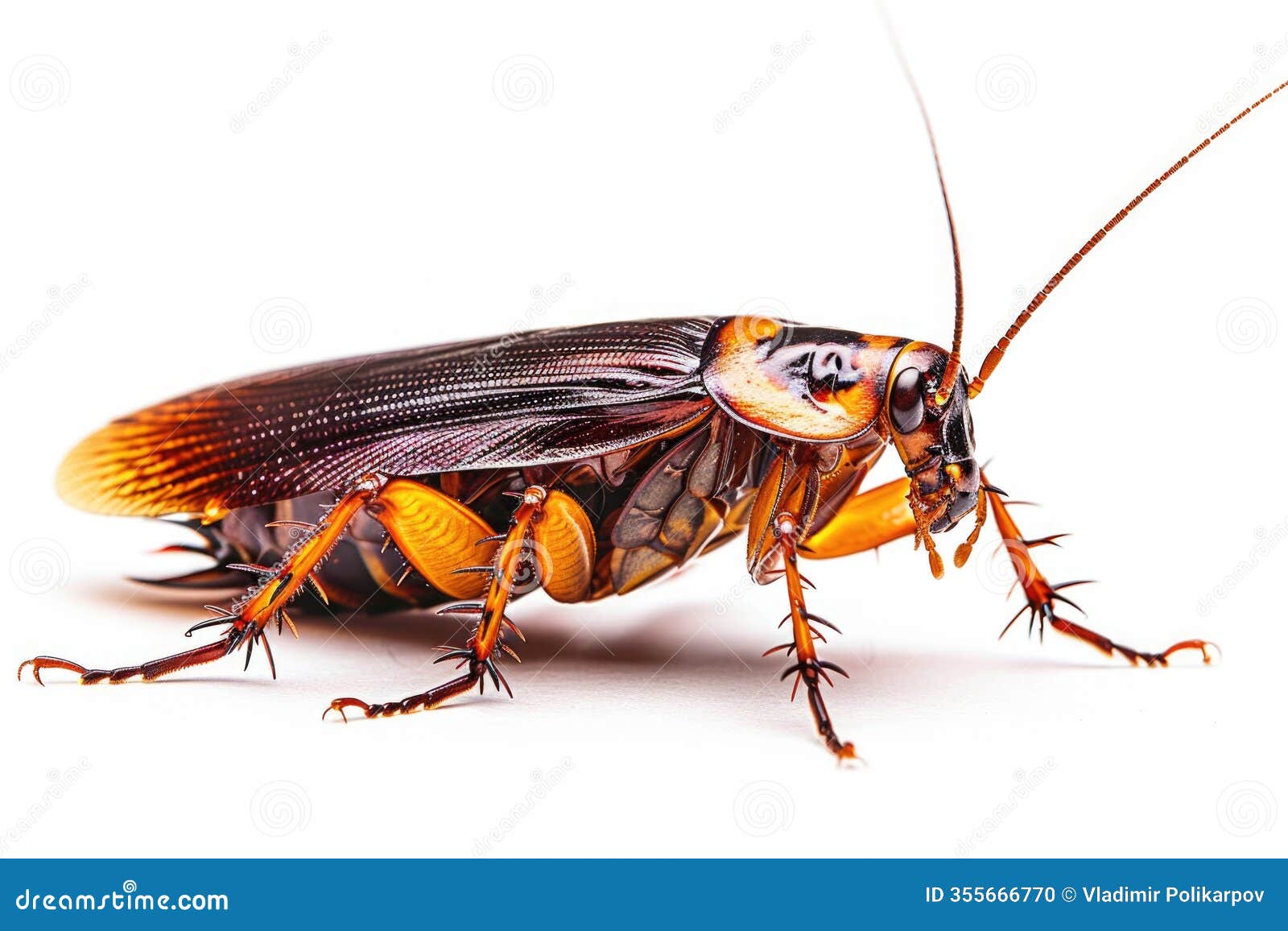 A Clear Image of a Cockroach on a White Background, Suitable for Use in ...