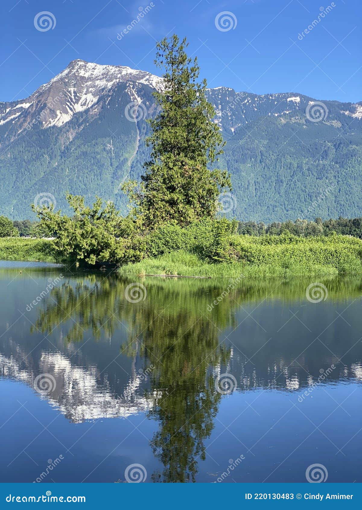 A Clear Lakeview stock image. Image of lakeview, trees - 220130483