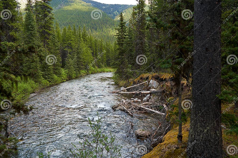 A Clear Mountain River Flows through a Coniferous Forest in the Alberta ...