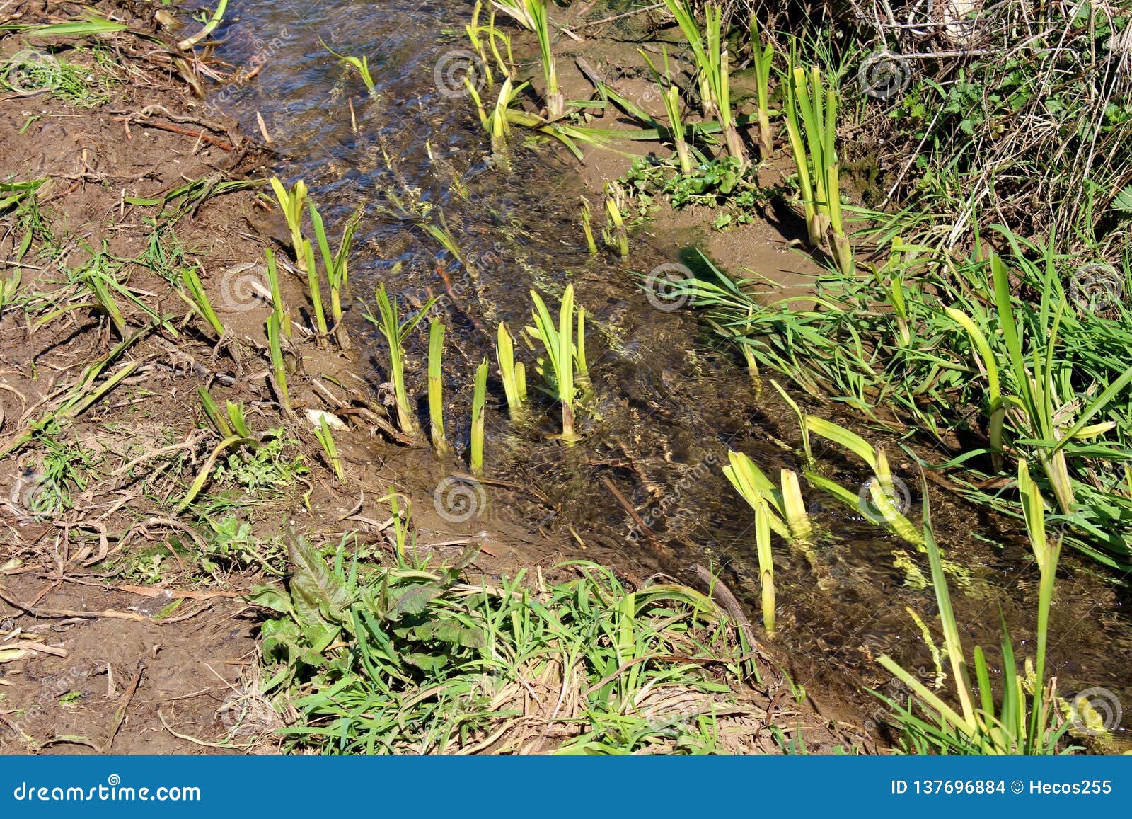 Clear Narrow Stream Flowing between Grass and Dried Branches with Small ...