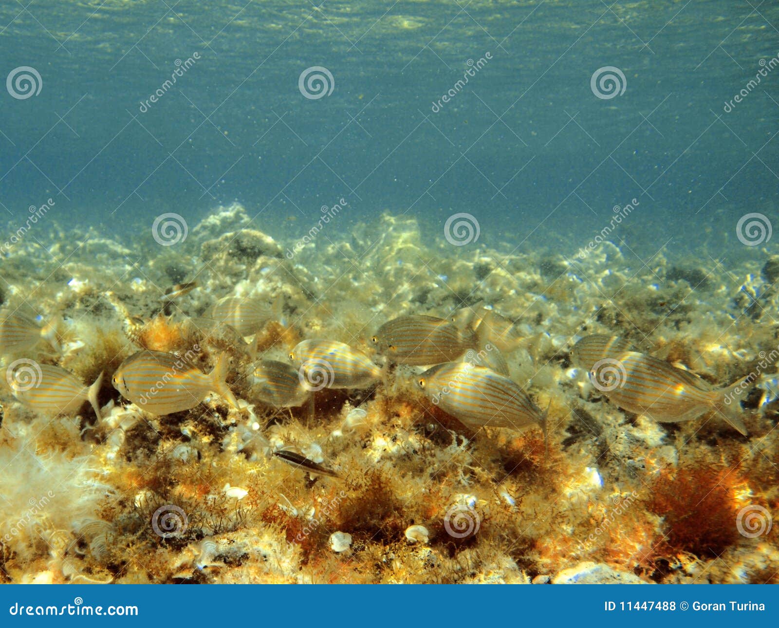 Clear oceans stock photo. Image of adriatic, ocean, north - 11447488