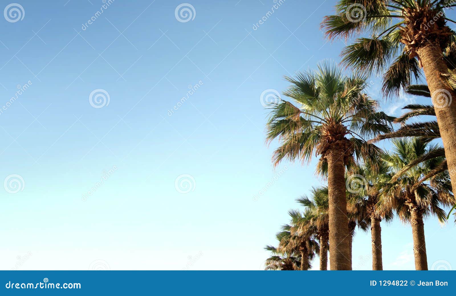 Clear Palm Trees in the Air Stock Photo - Image of beauty, beautiful ...