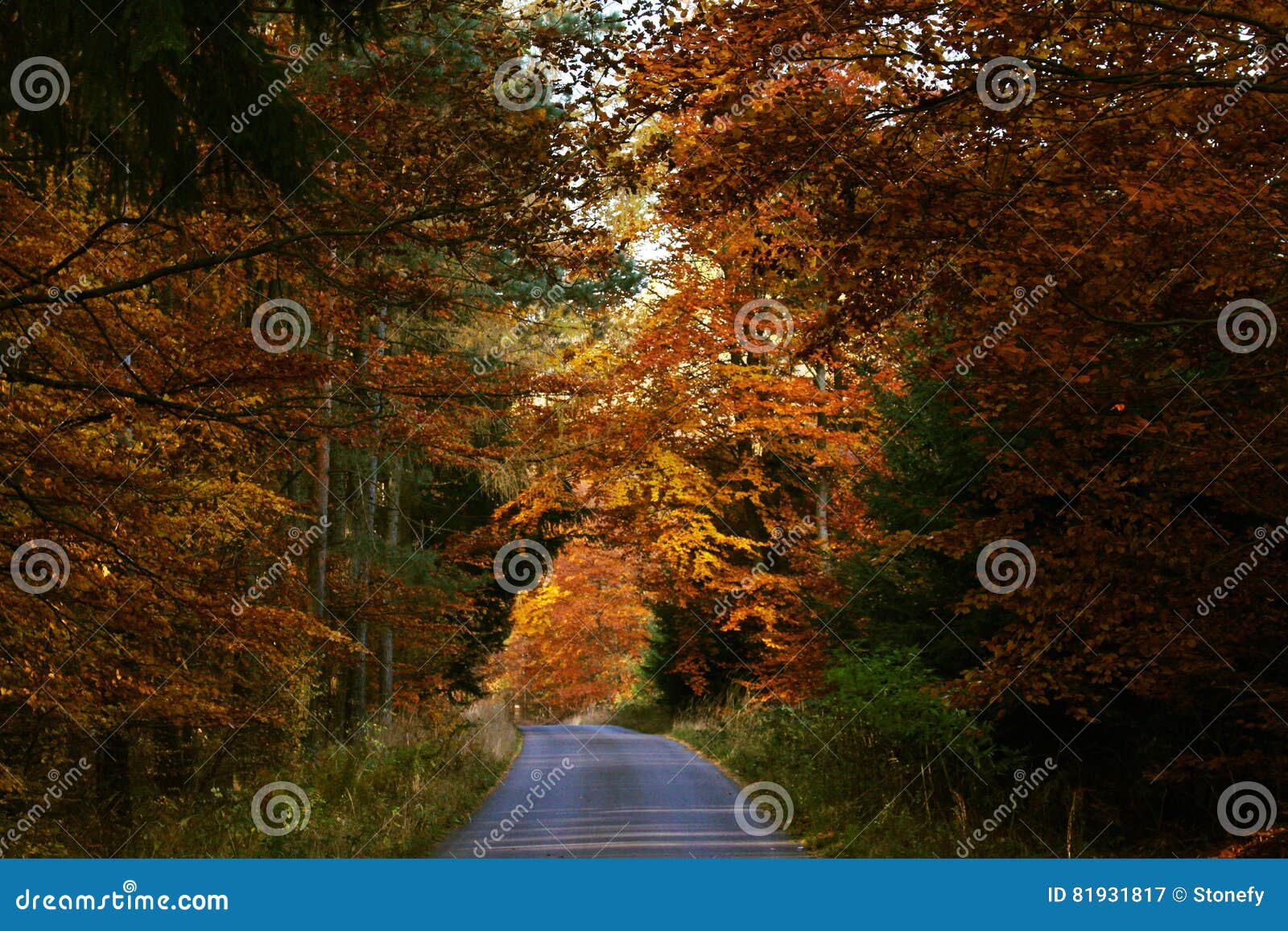 Clear Path Going through a Forest Stock Image - Image of canopies ...