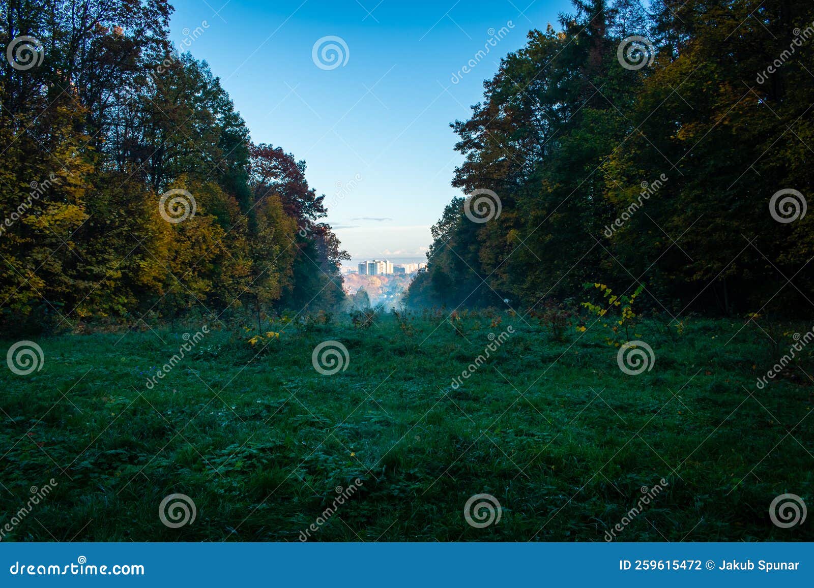 Clear path stock photo. Image of farm, groundcover, garden - 259615472