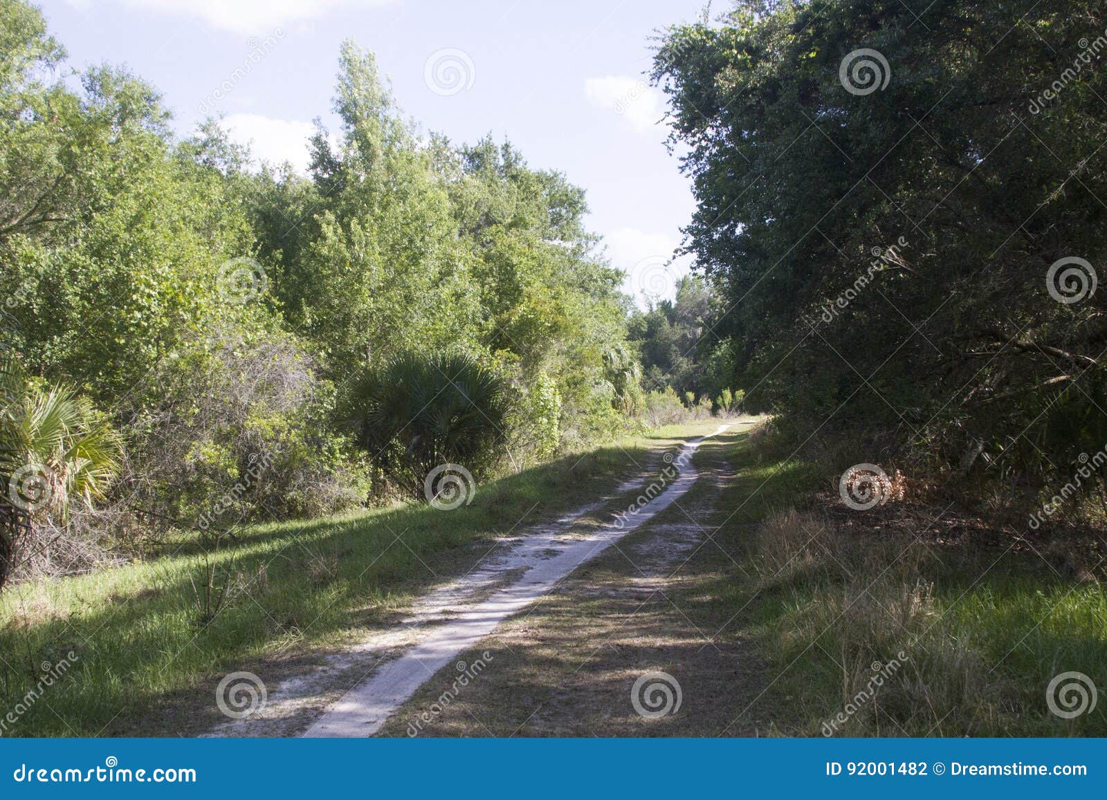 A Clear Path In The Park, Brightly Lit By The Sun, With A Beautiful ...