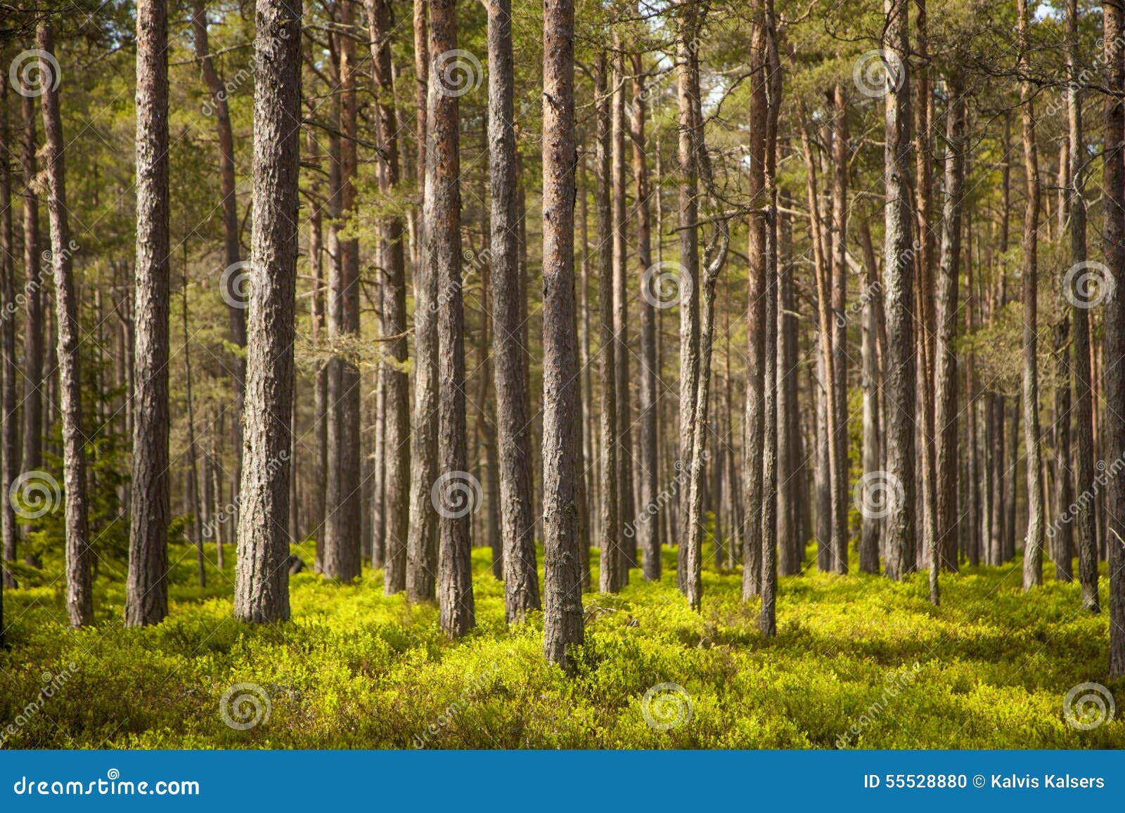 Clear pine forest stock photo. Image of background, europe - 55528880