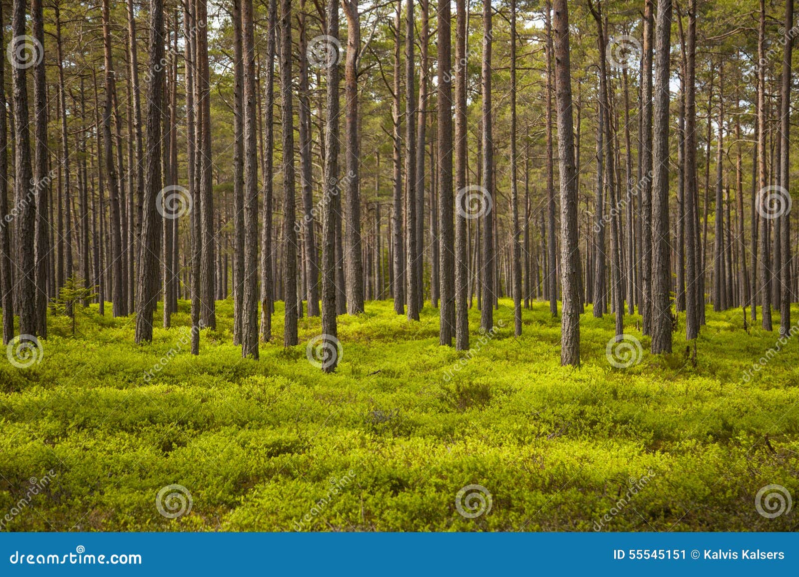 Clear pine forest stock image. Image of environment, clean - 55545151