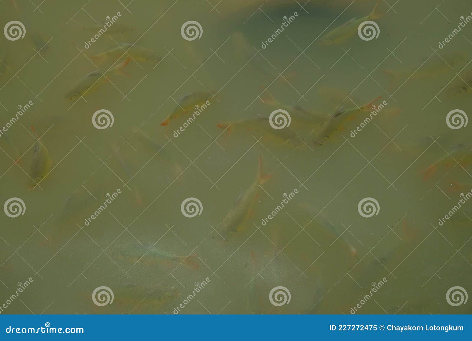Tinfoil Barb (Barbonymus Schwanenfeldii). Stock Photo | CartoonDealer ... Tinfoil Barb (Barbonymus Schwanenfeldii). Stock Photo | CartoonDealer ...