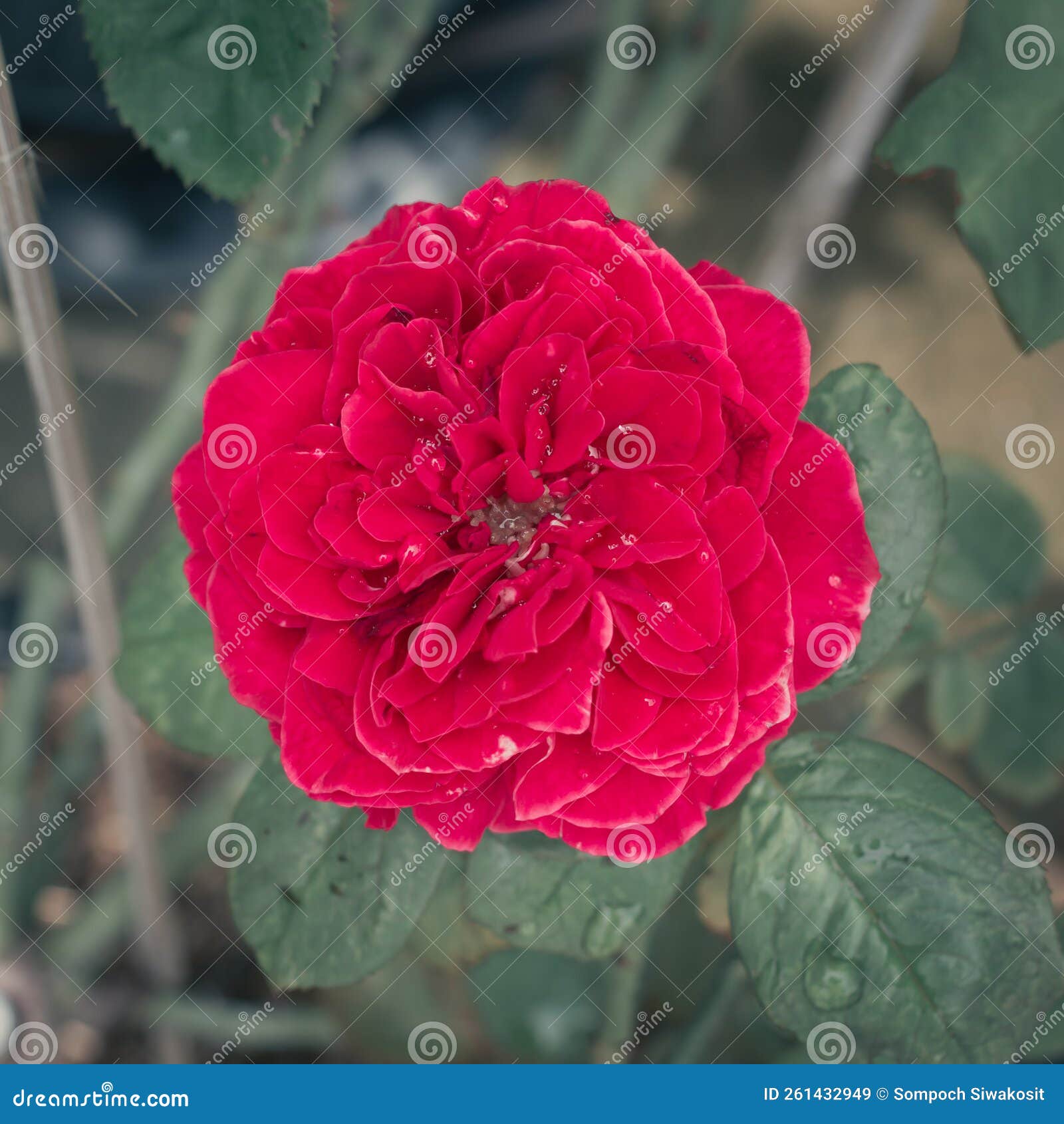 A Clear Red Rose in the Garden on a Blurry Background Stock Image ...