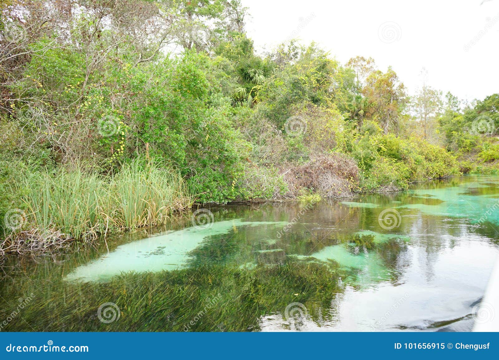 Clear river stock image. Image of animal, charming, clear - 101656915