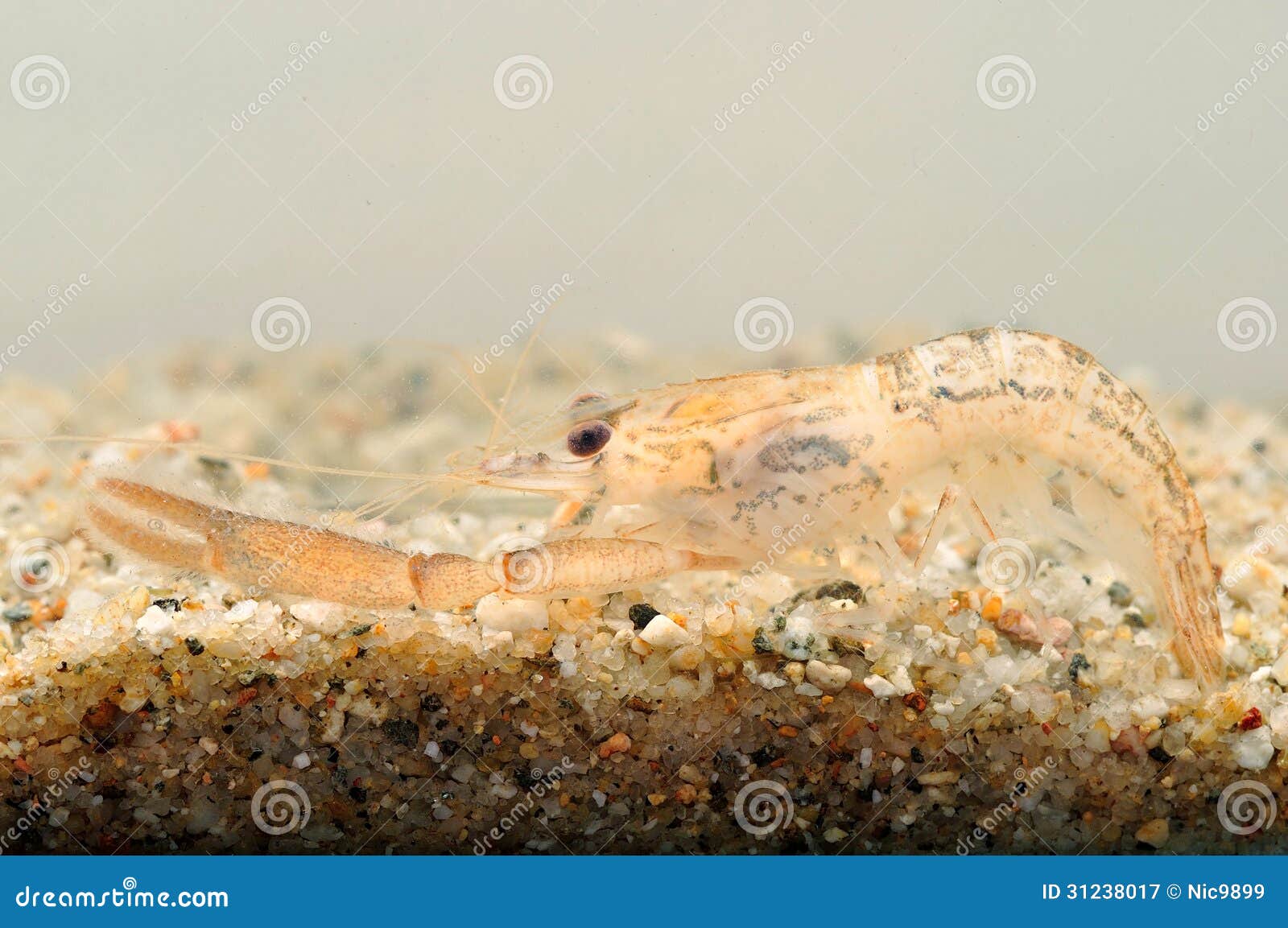 A Clear River Crayfish stock image. Image of crustacean - 31238017