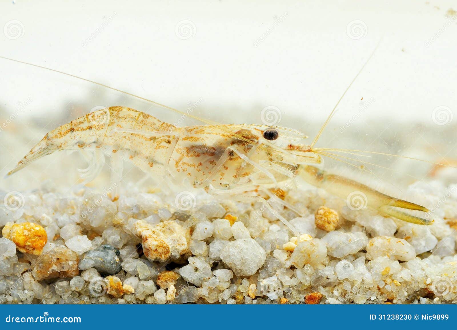 A Clear River Crayfish stock photo. Image of pattern - 31238230